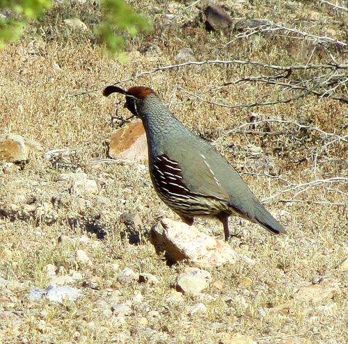 Dang Pack Rats | Pat Bean's blog