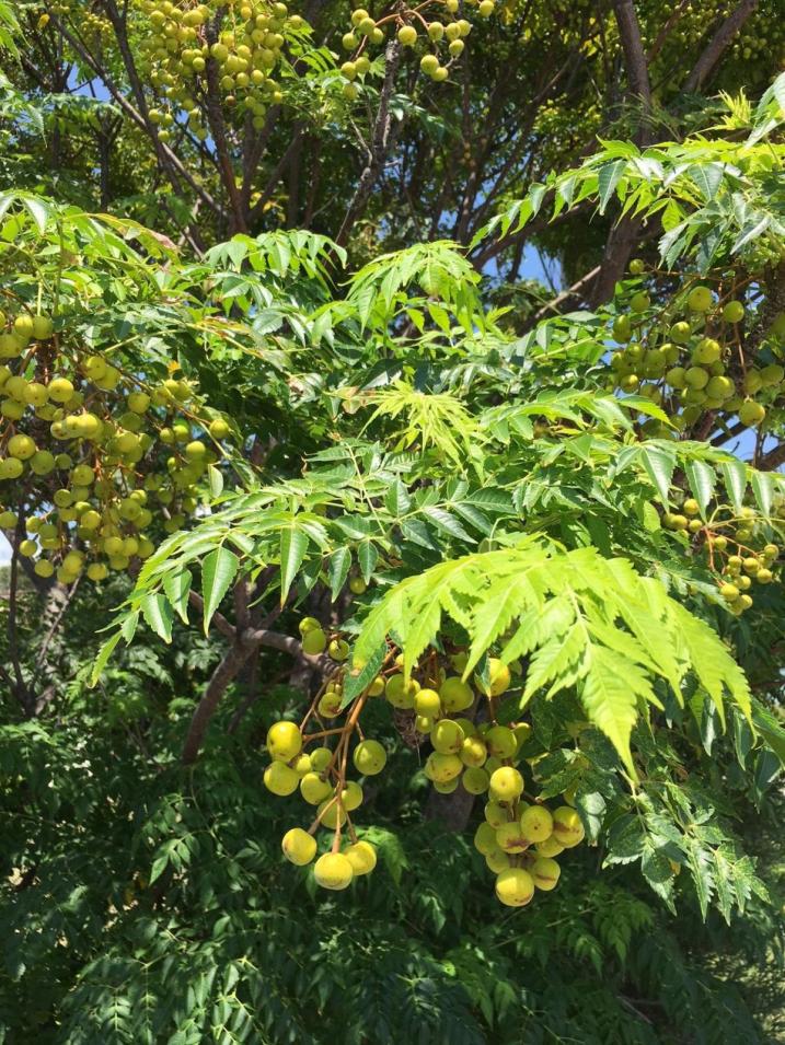 The Snake and the Chinaberry Tree | Pat Bean's blog